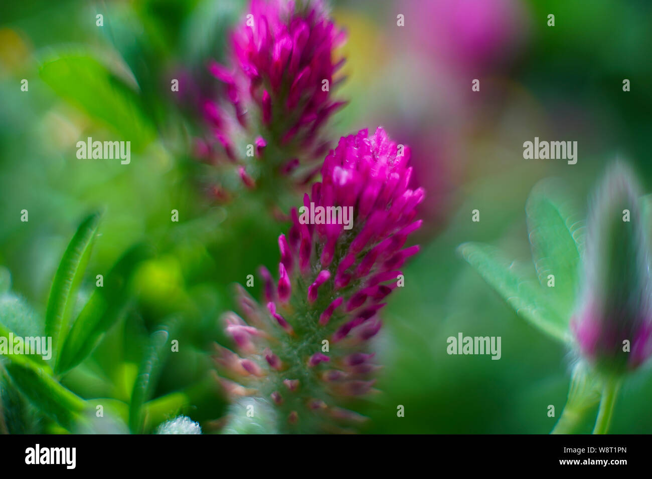Clustered inflorescence hi-res stock photography and images - Alamy