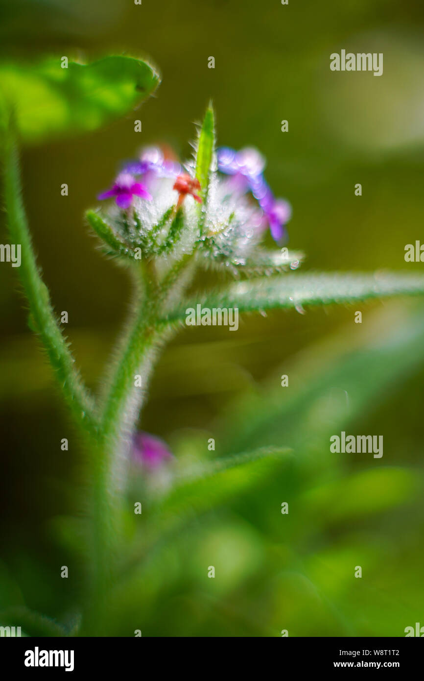 Wild flower photographed at Tel Apollonia, on the Mediterranean Coast ...