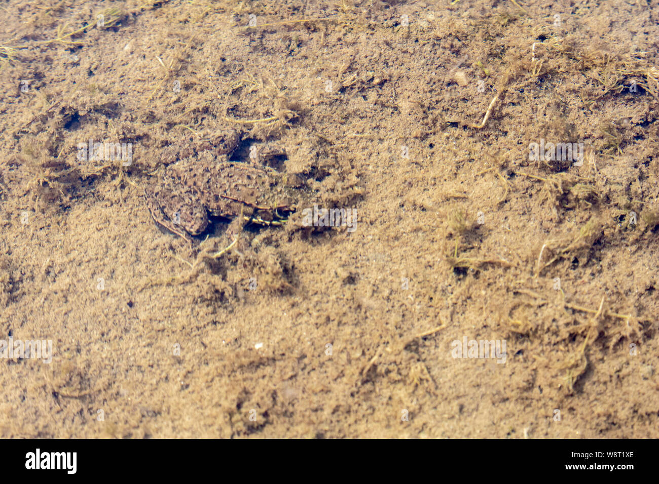 A frog hides underwater in a pond's sediment Stock Photo - Alamy