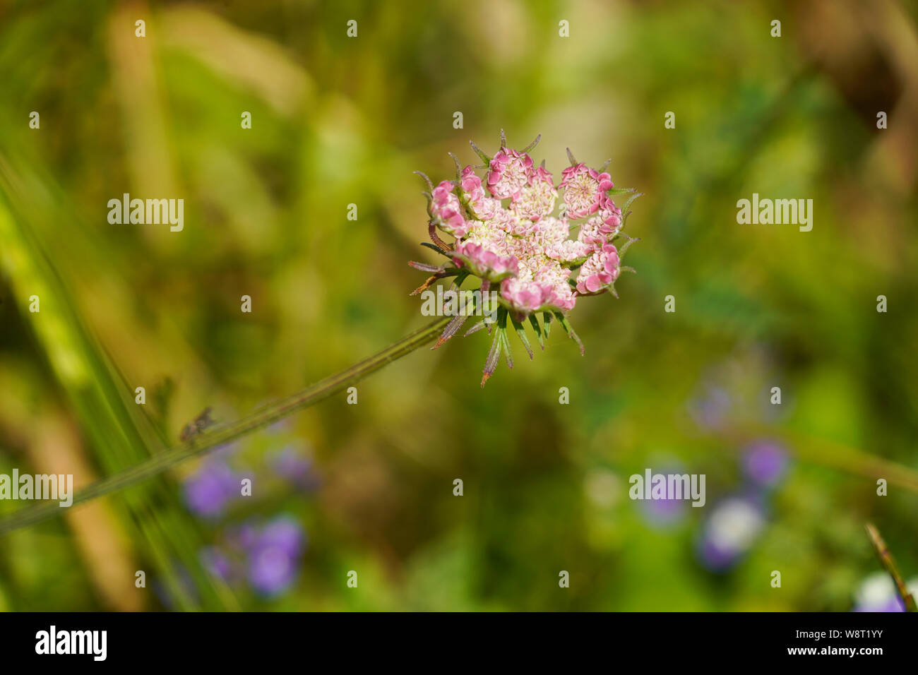 Wild flower photographed at Tel Apollonia, on the Mediterranean Coast ...