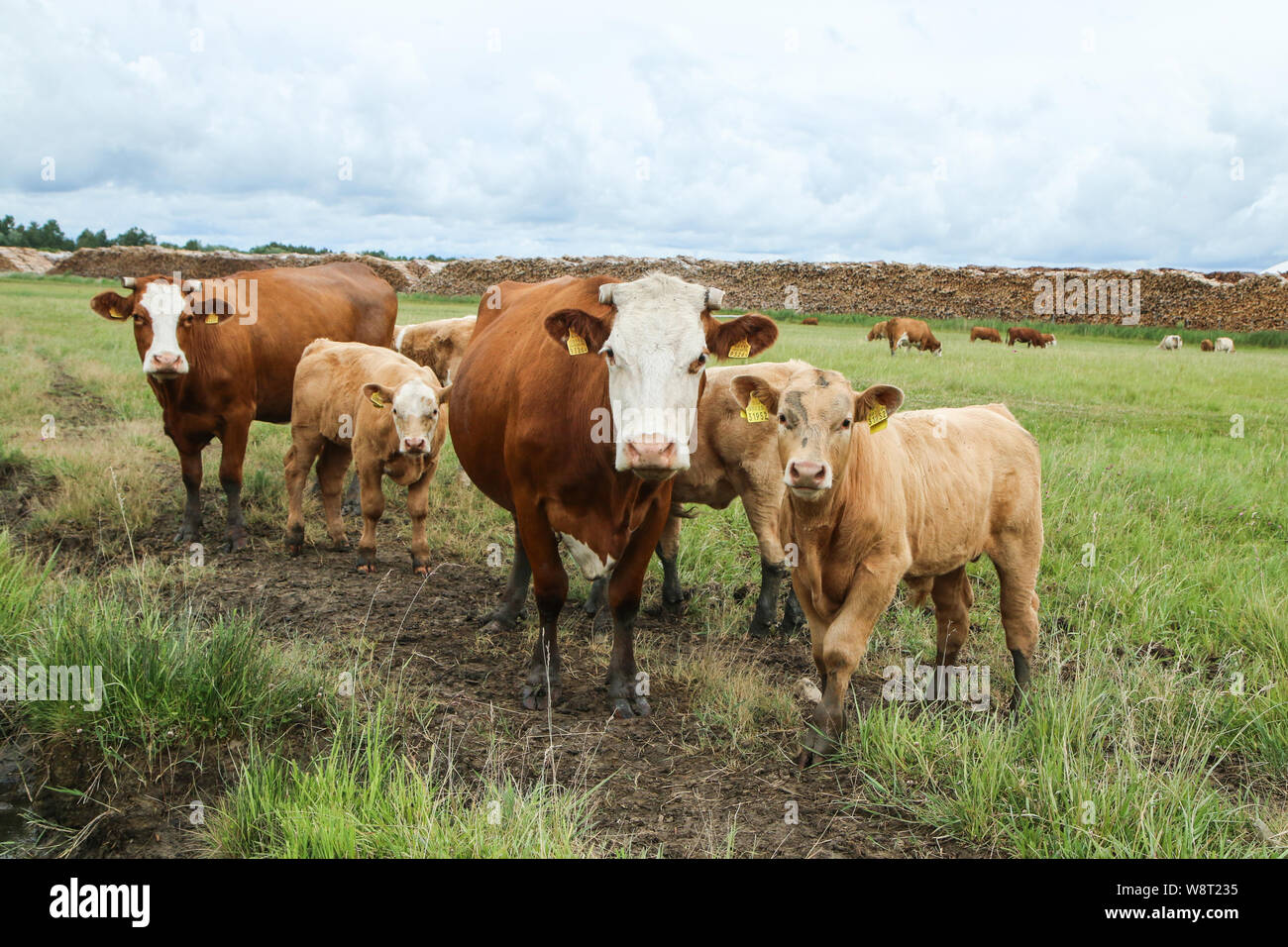 Several cows with their calves standing on the green pasture. The cows ...