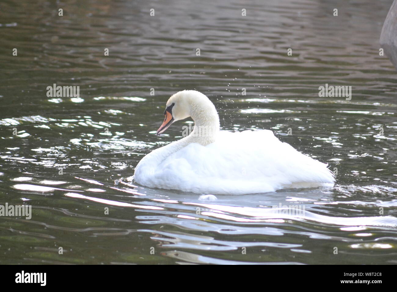 beautiful white swan Stock Photo - Alamy