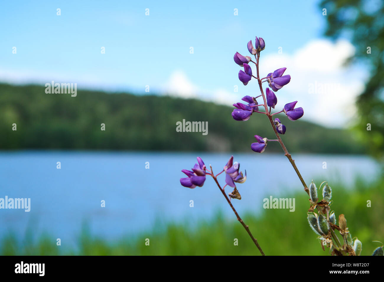 Scandinavian flower hi-res stock photography and images - Alamy