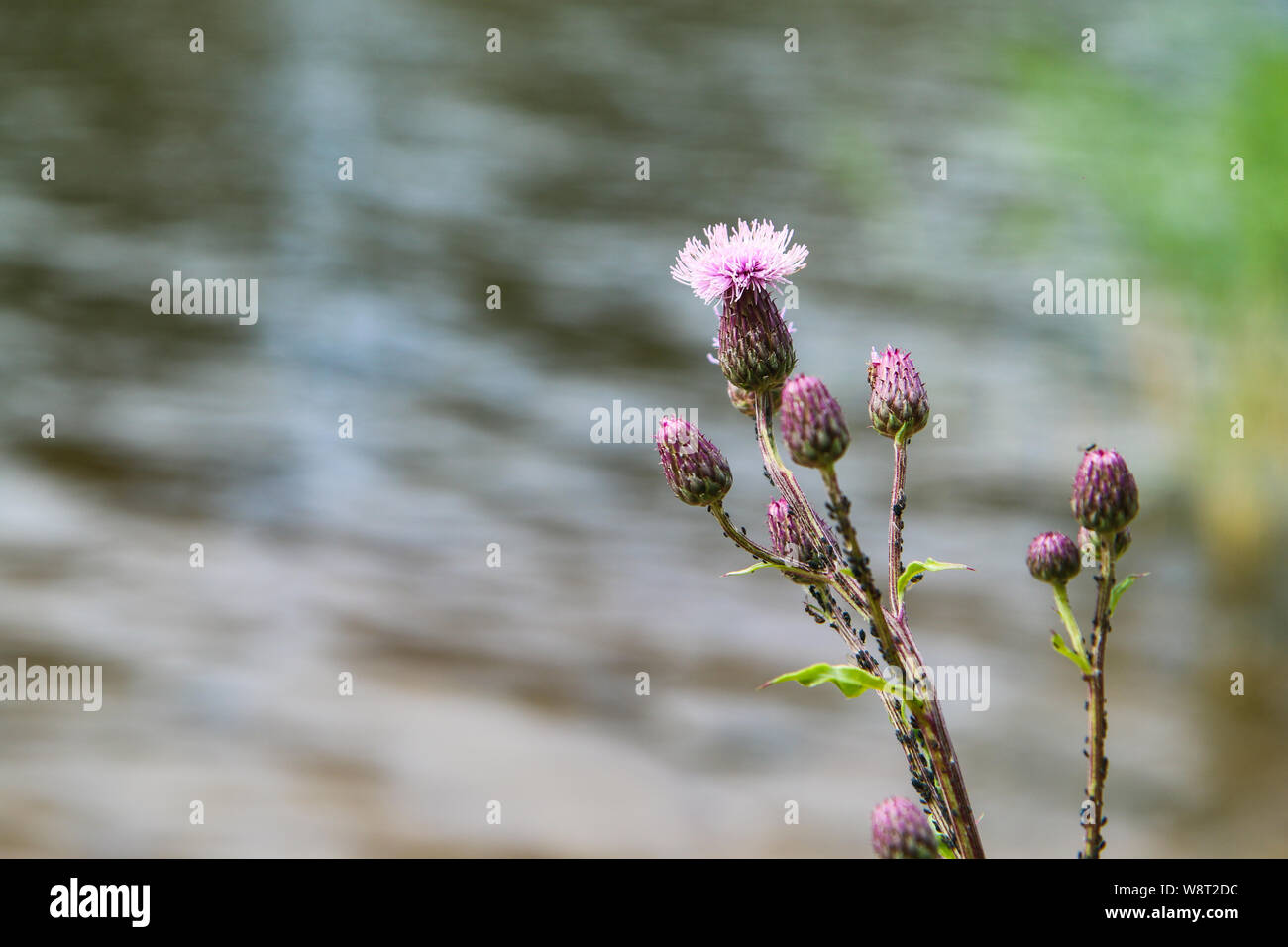 Scandinavian flower hi-res stock photography and images - Alamy