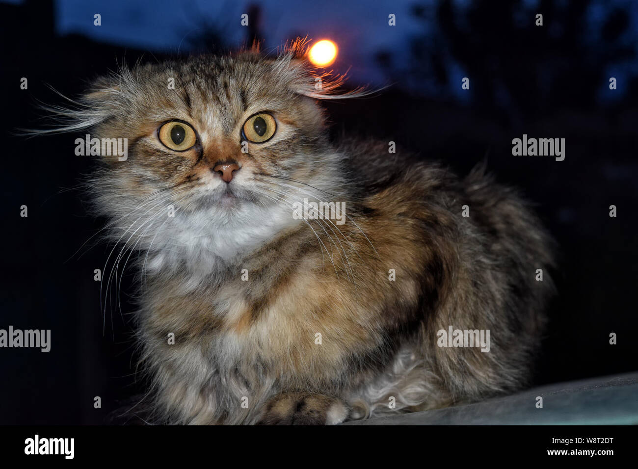 Cat At Night , Night Life Of Animals , Pets On The Street Stock Photo ...