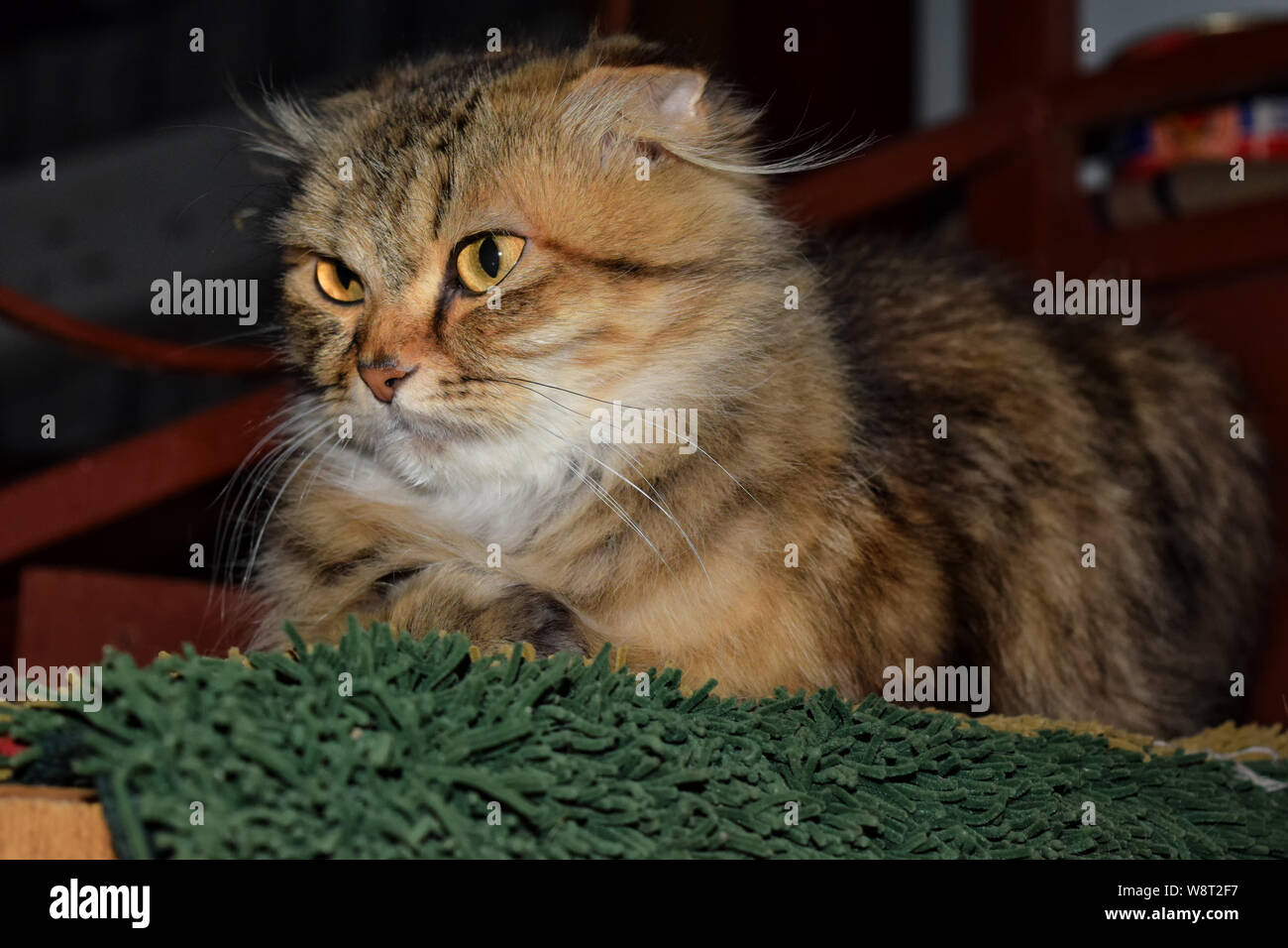 Cat At Night , Night Life Of Animals , Pets On The Street Stock Photo ...