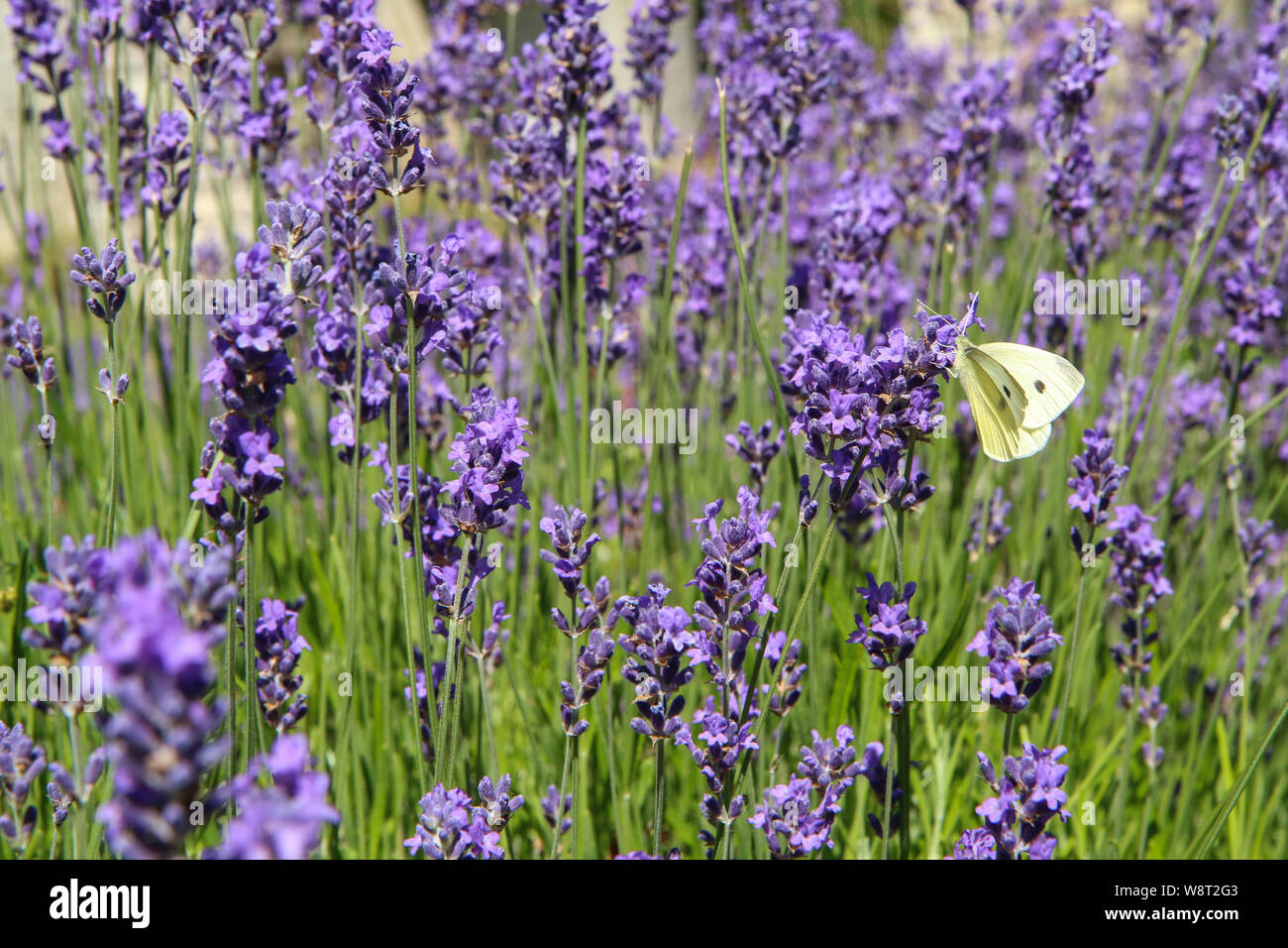 A picture from the beautiful fields of Provance during the summer and ...