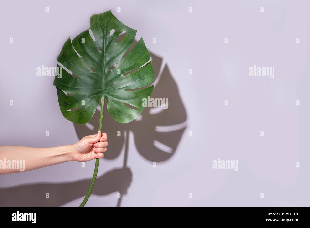 Hand holding palm leaf hi-res stock photography and images - Alamy