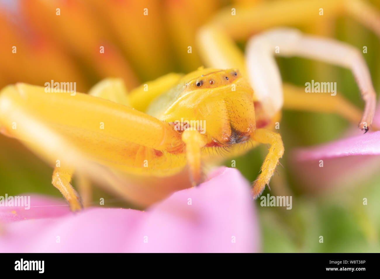 Macro photo of a yellow crab spider flower spider thomisidae on a ...