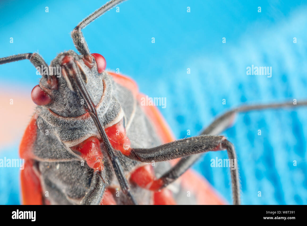 Macro photo of a boxelder bug boisea trivittata household pest with red ...