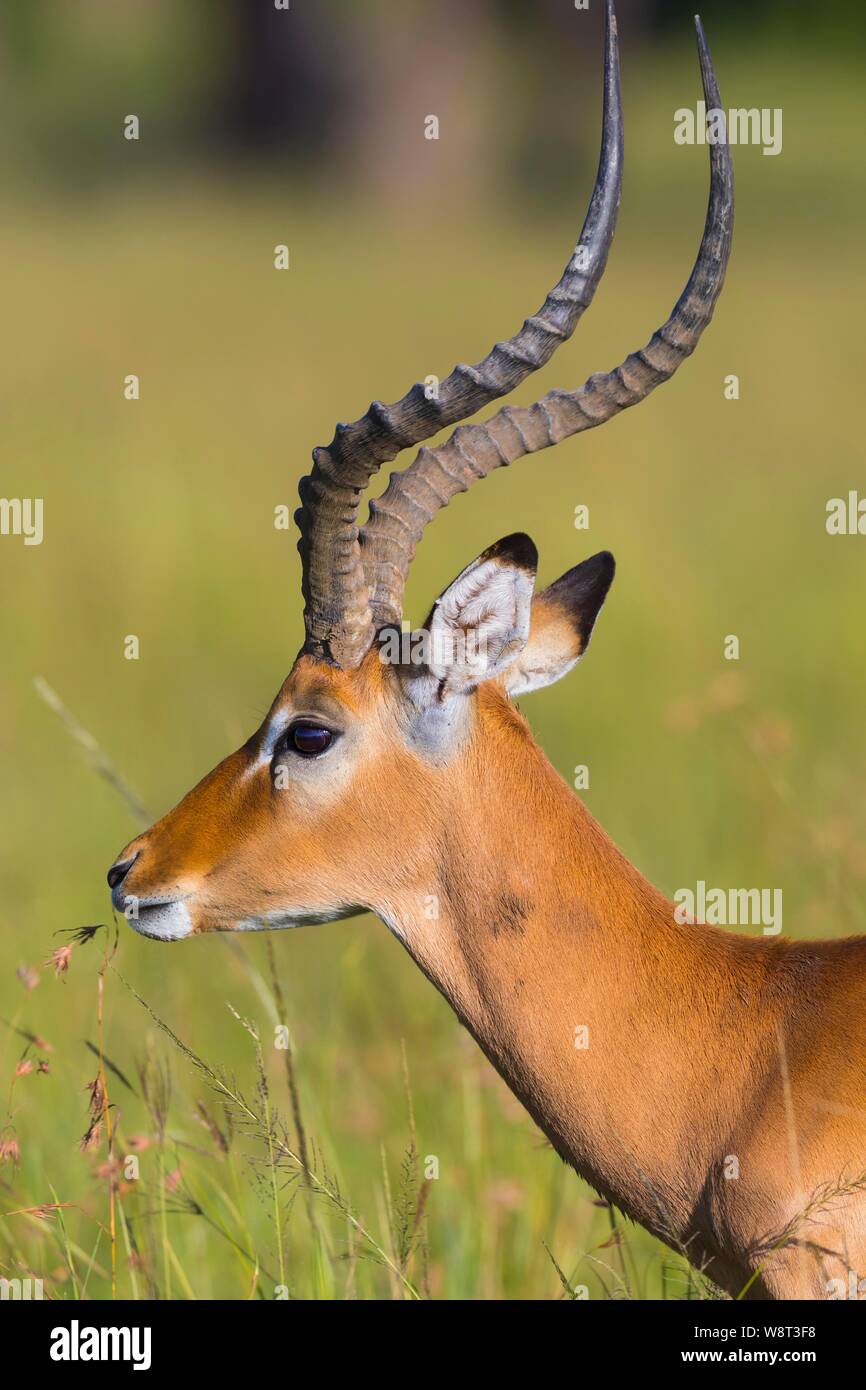 Impala (Aepyceros melampus), male, animal portrait, Masai Mara National ...