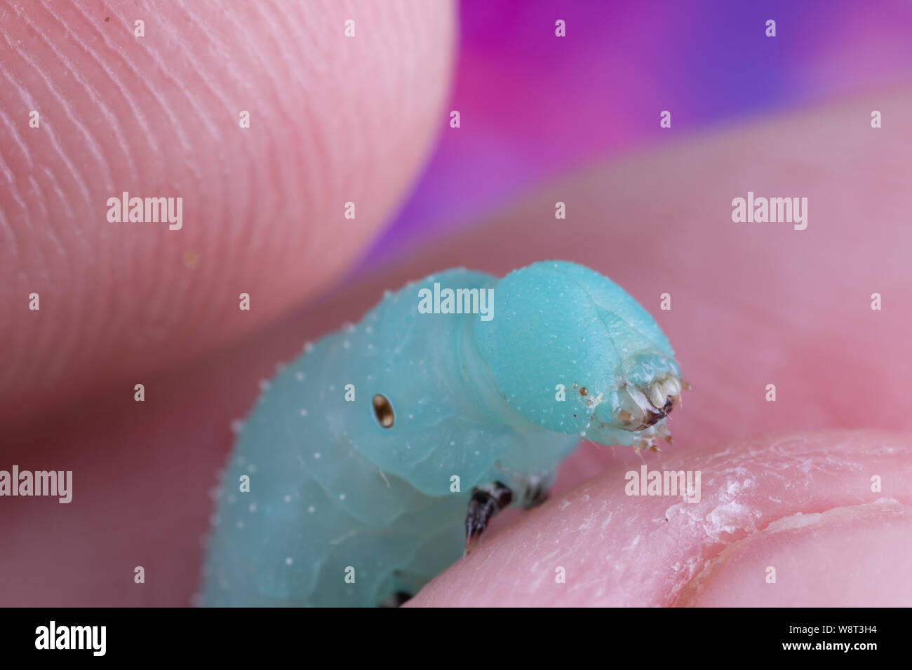 Close up of a Tobacco Hornworm Sphinx Moth Caterpillar used as food for ...