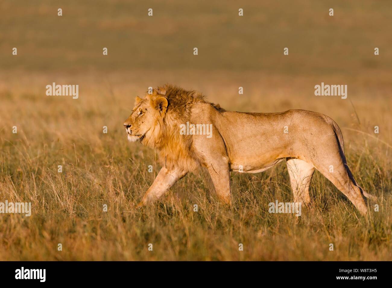 African Lion (Panthera leo), male walking in tall grass, Masai Mara ...