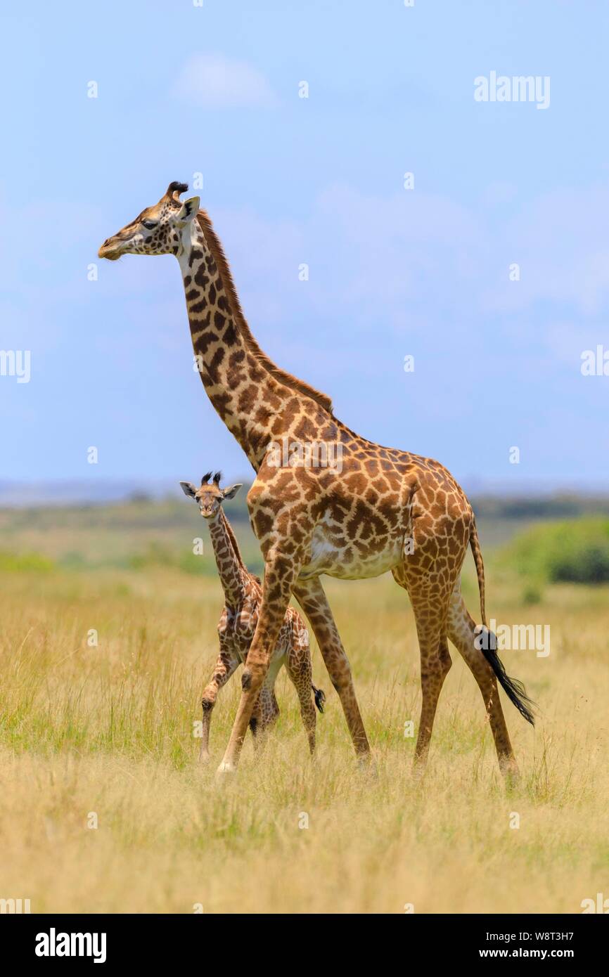 Adult female giraffe calf in hi-res stock photography and images - Alamy
