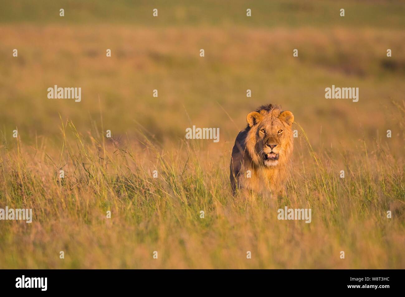 African Lion (Panthera leo), male walking in tall grass, Masai Mara ...