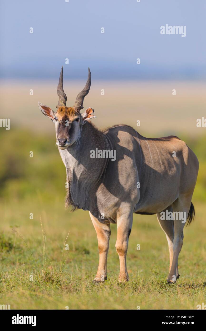Common eland (Taurotragus oryx) in savanna, Masai Mara National Reserve ...