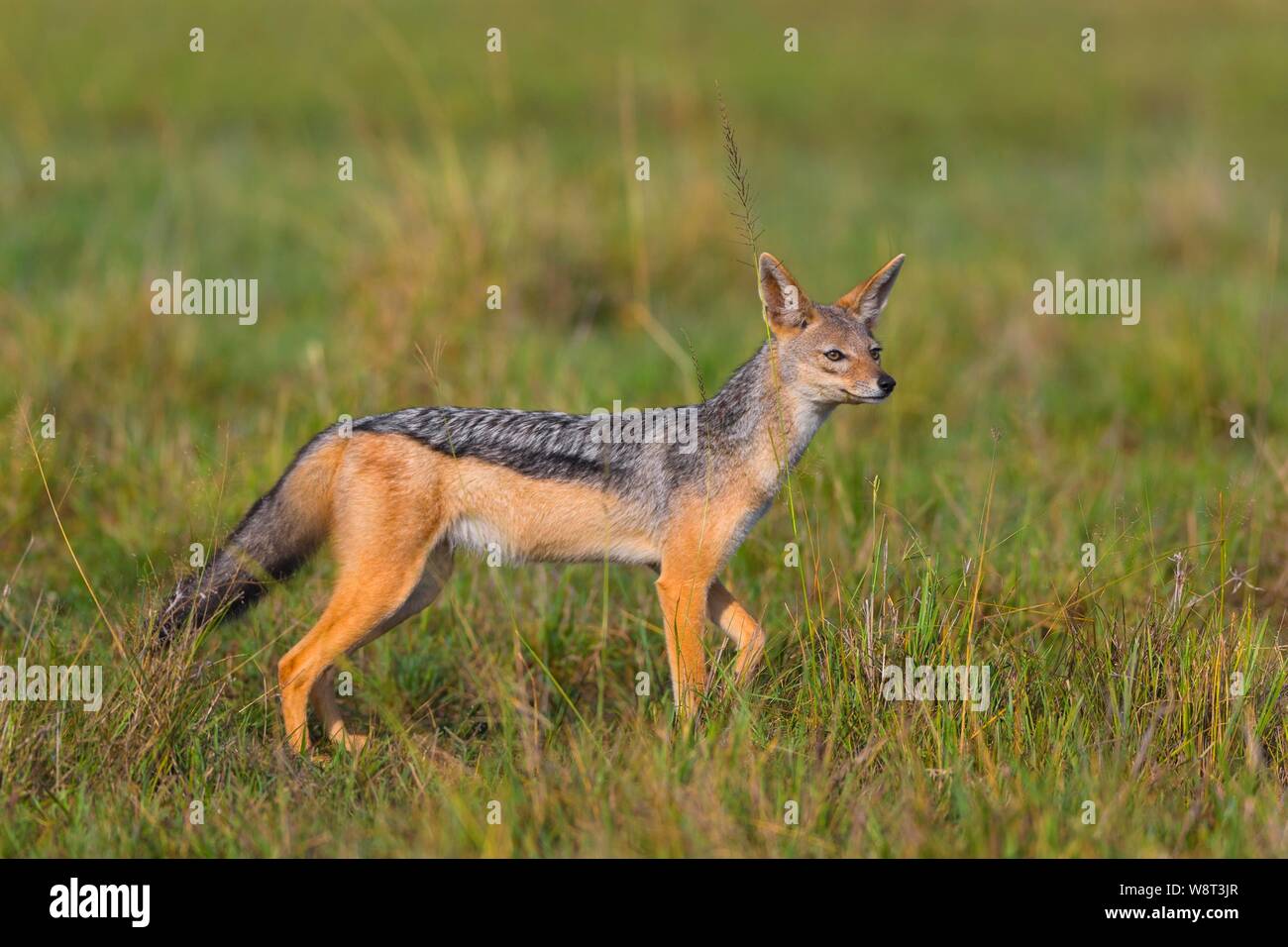 Black-backed Jackal (Canis mesomelas), Masai Mara National Reserve, Kenya Stock Photo - Alamy