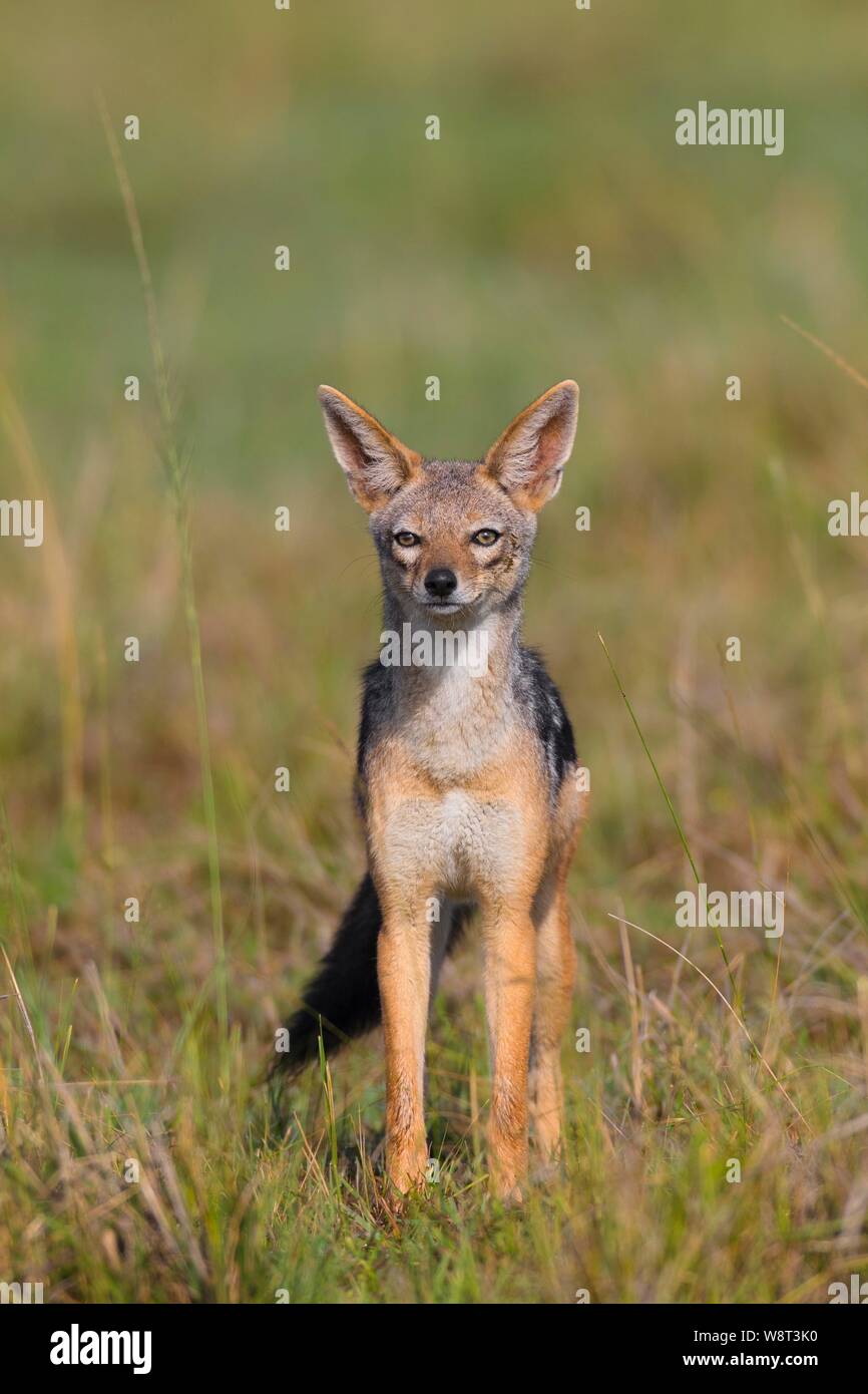 Black-backed Jackal (Canis mesomelas), Masai Mara National Reserve, Kenya Stock Photo - Alamy