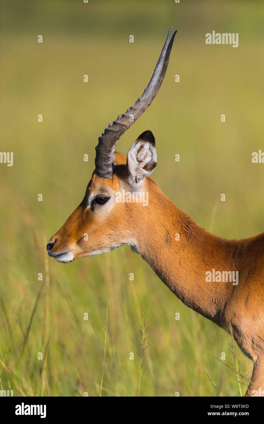 Impala (Aepyceros melampus), male, animal portrait, Masai Mara National ...