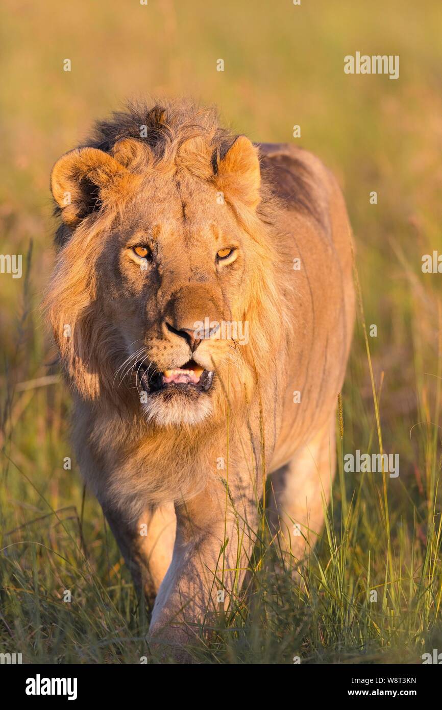 African Lion (Panthera leo), male walking in tall grass, Masai Mara ...