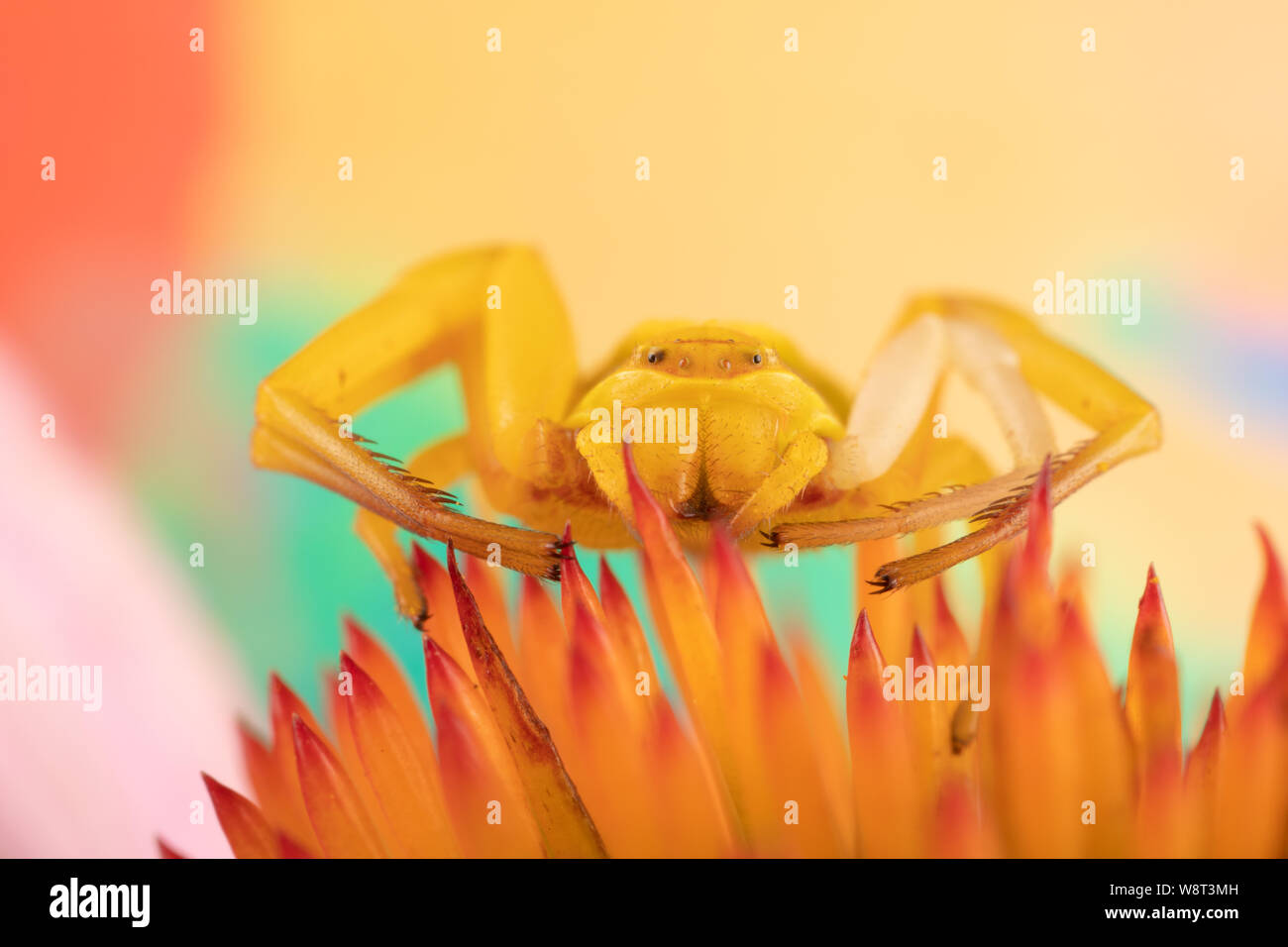 Color changing insect hi-res stock photography and images - Alamy