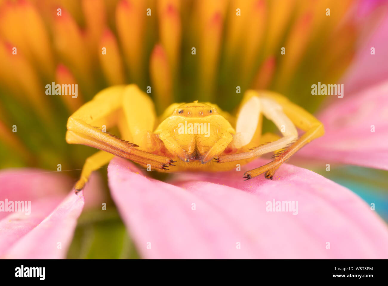 Macro photo of a yellow crab spider flower spider thomisidae on a ...