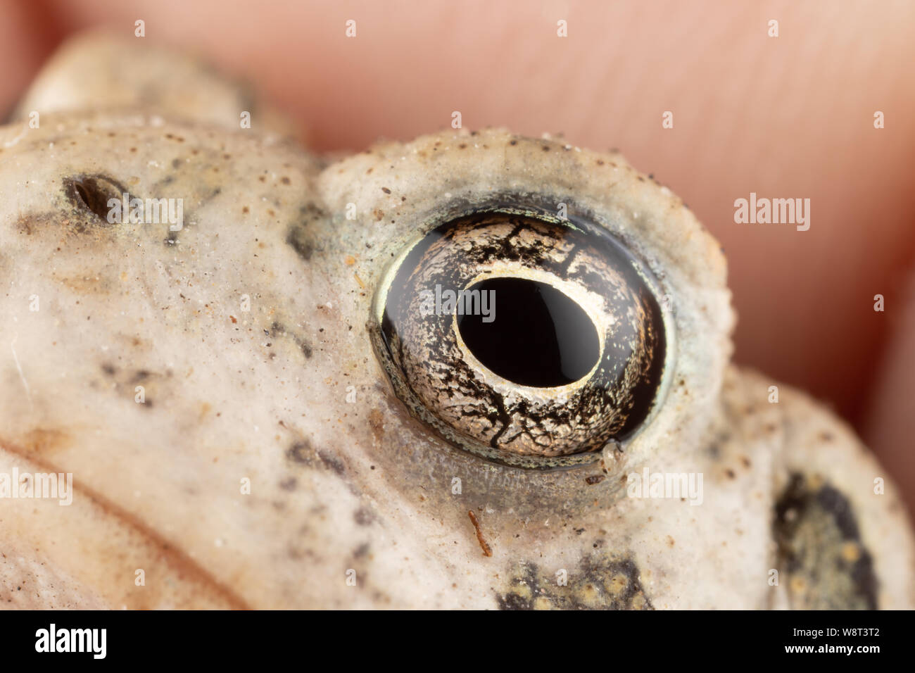 Macro photo of a toad's eye with lots of detail and cool textures and ...