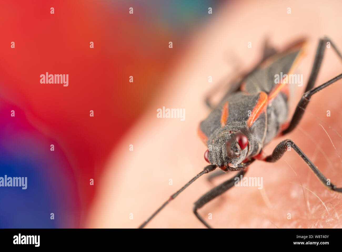 Macro photo of a boxelder bug boisea trivittata household pest with red ...