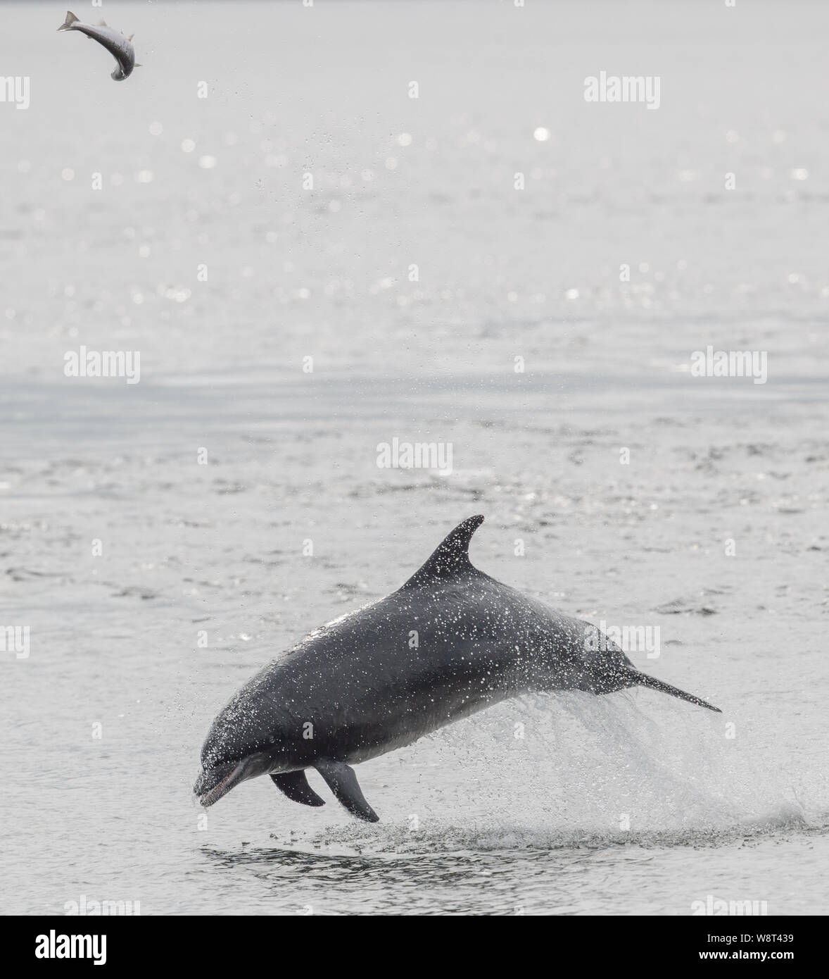 Bottlenose dolphin at Chanonry Point in the Scottish Highlands Stock ...