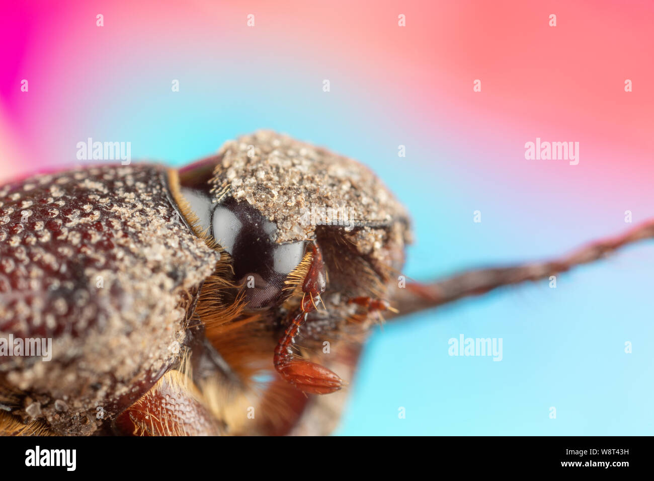 Macro photo of a cute june beetle with mud on its head and body, large ...
