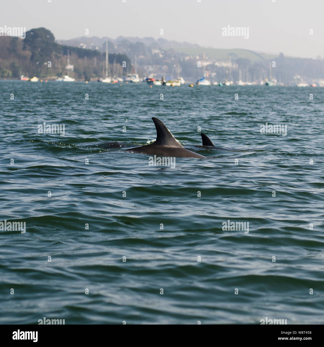 Dolphin fins hi-res stock photography and images - Alamy