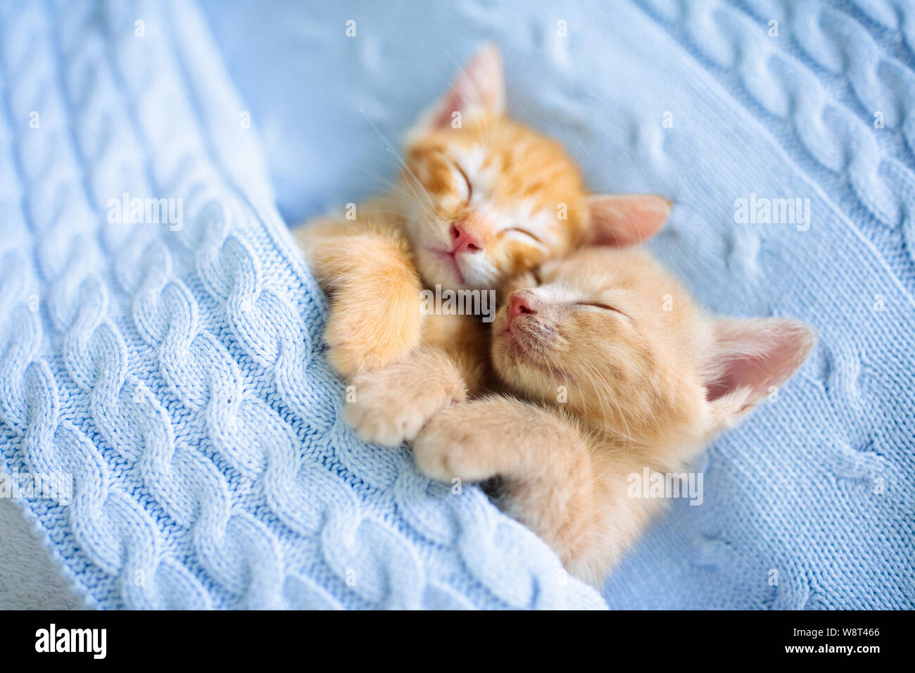 Cute Cuddling Pictures Of Animals
