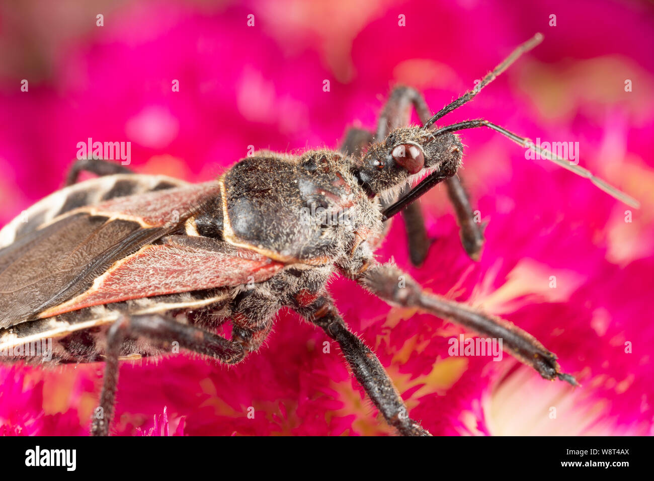 Apiomerus spissipes hi-res stock photography and images - Alamy