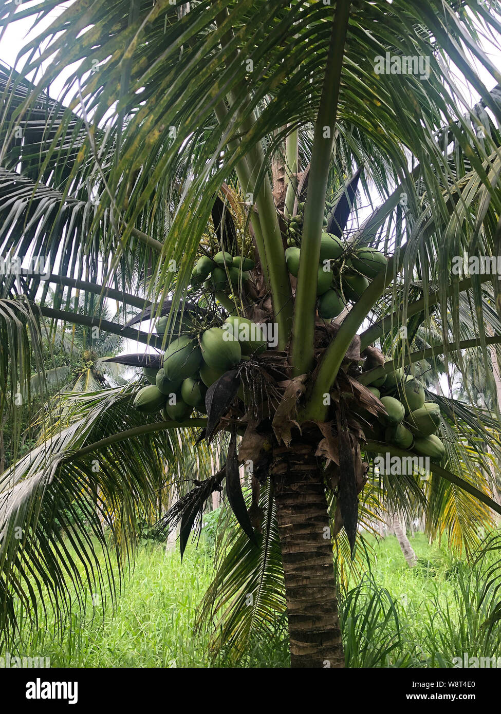 Philippine coconut industry hi-res stock photography and images - Alamy