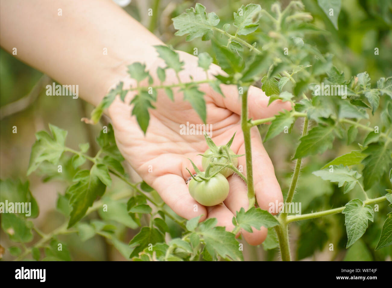 Woman's hand picking up unripe fresh tomatoes from tomato plant at ...