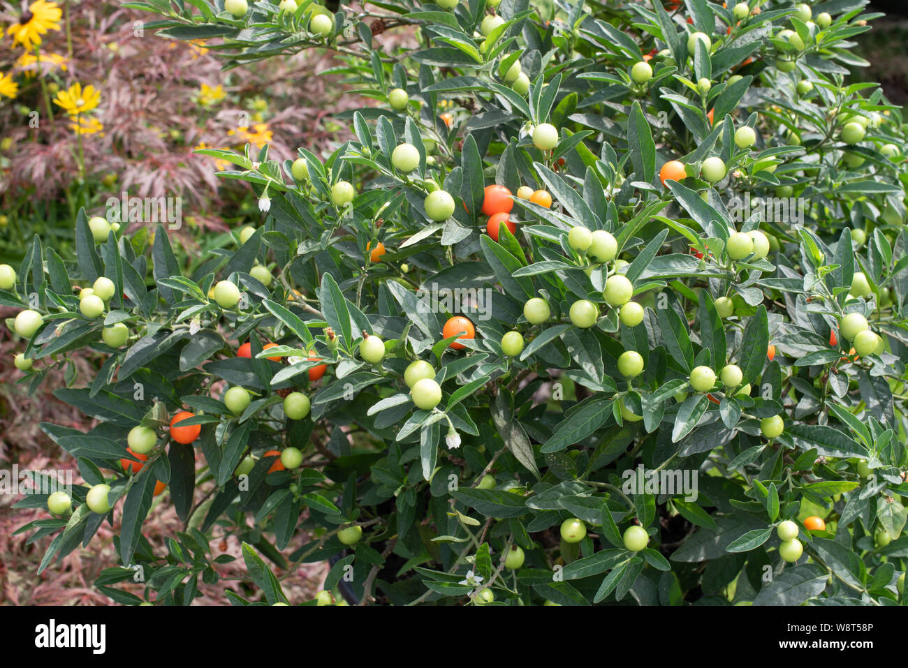 Jerusalem cherry berry hi-res stock photography and images - Alamy