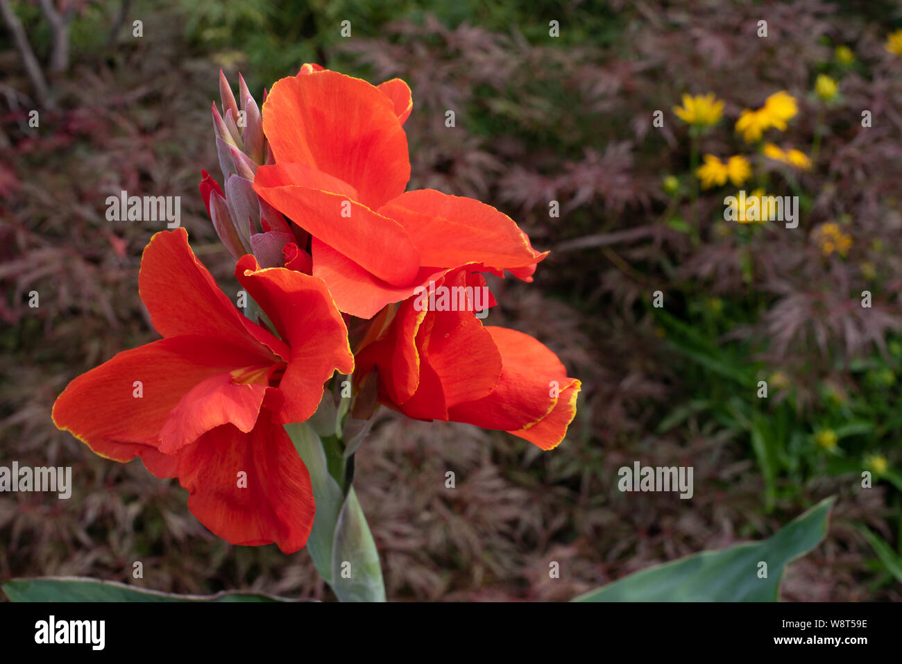 red canna lily Stock Photo - Alamy