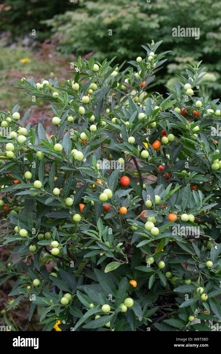 Solanum pseudo-capsicum, the winter cherry, has mildly-poisonous fruits ...