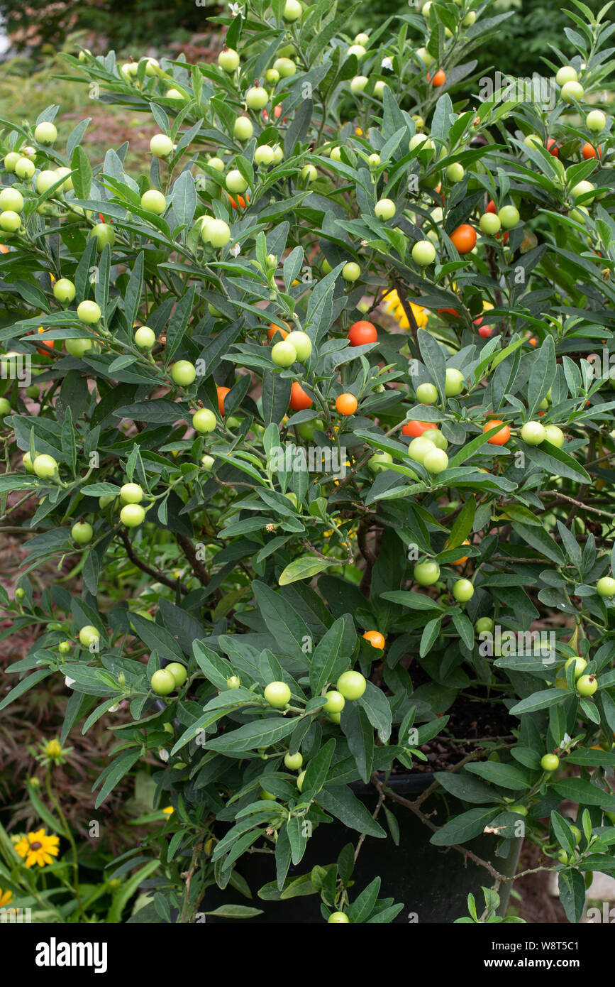 Jerusalem cherry hi-res stock photography and images - Alamy