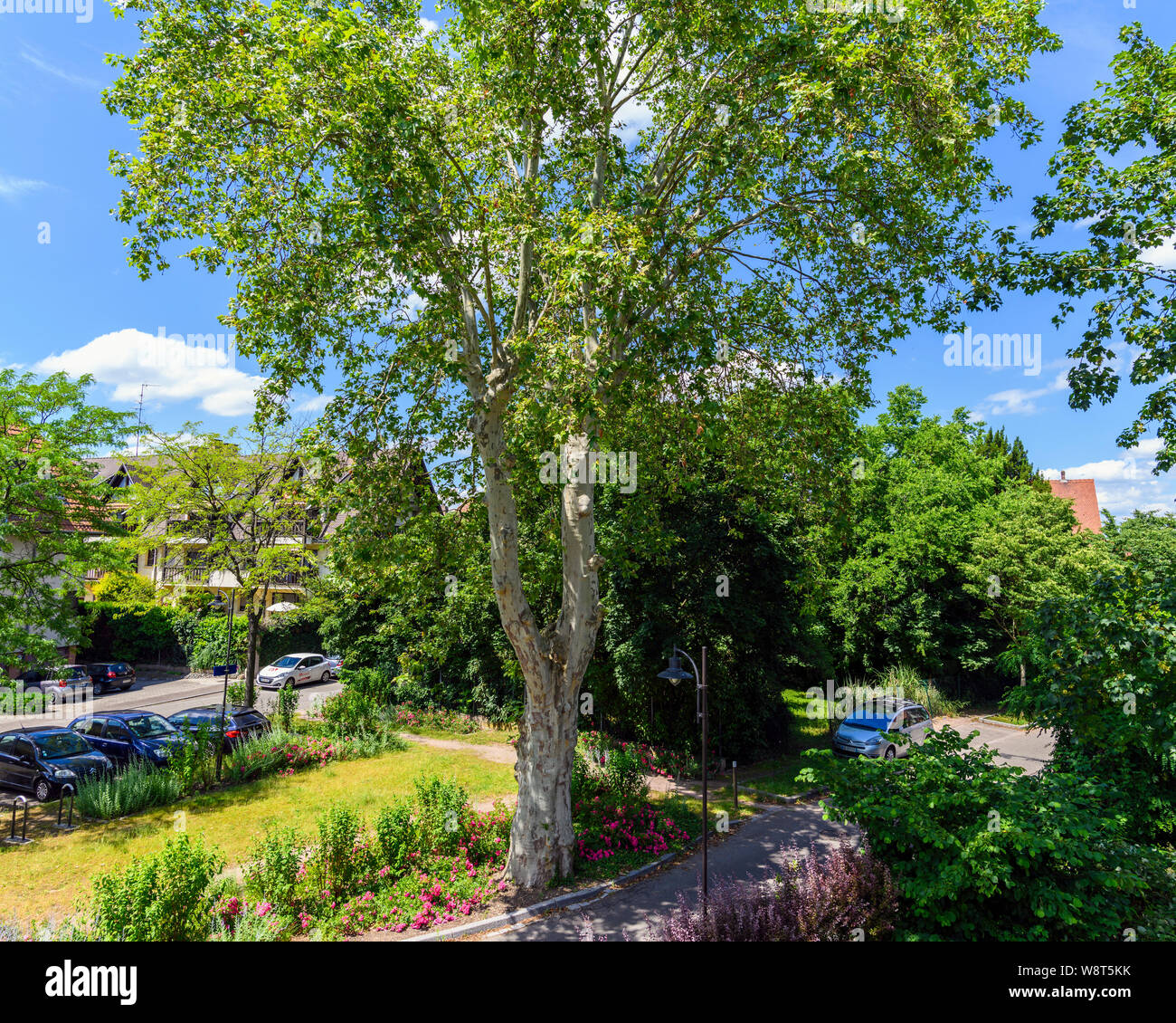 Plane tree with summer foliage, Alsace, France, Europe Stock Photo - Alamy