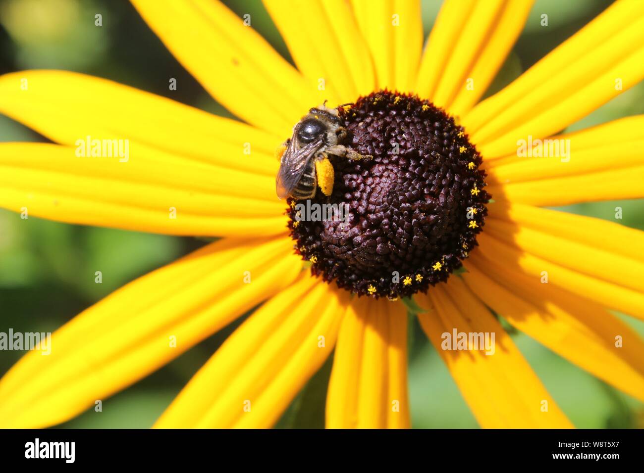 A Small Bumblebee On A Black-Eyed Susan Stock Photo - Alamy