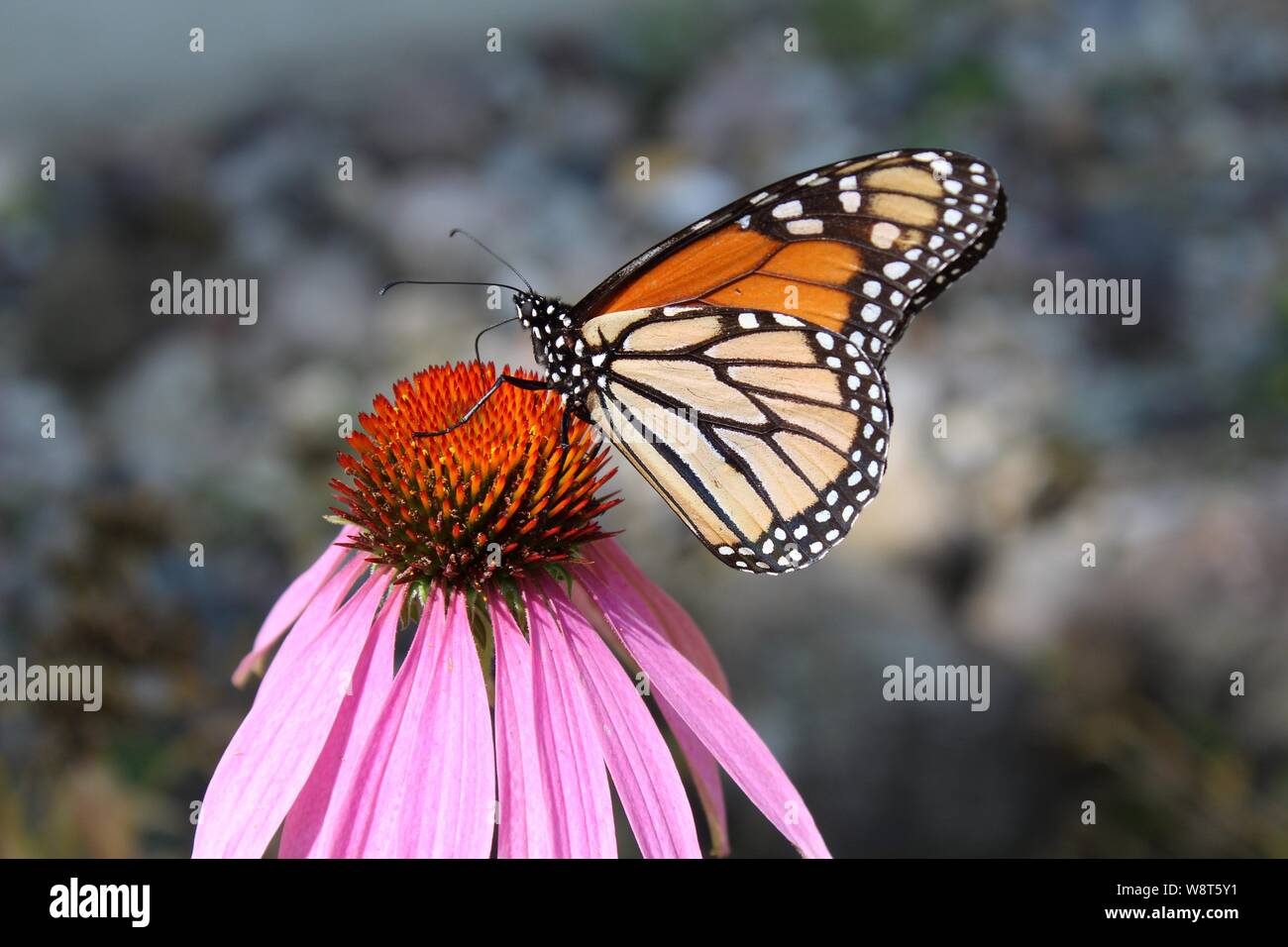 Butterfly legs close up hi-res stock photography and images - Alamy