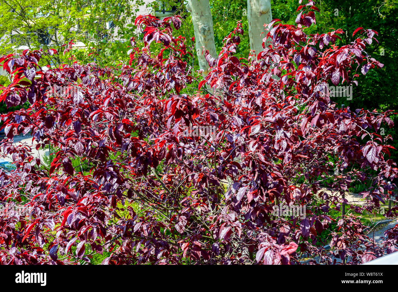 Sargent's cherry tree, Prunus Sargentii, spring foliage, Alsace, France ...