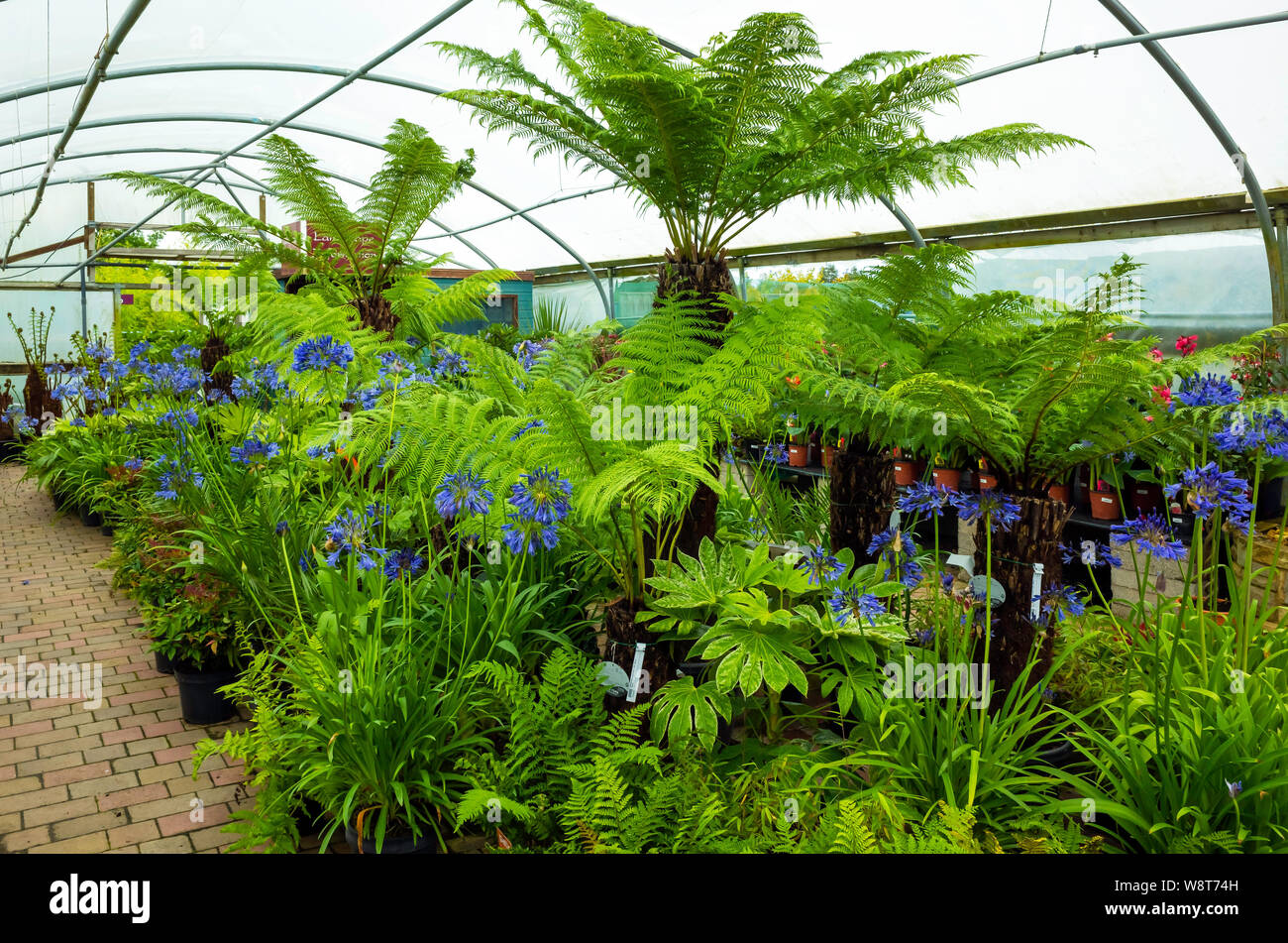 Hardy Tree Ferns Dicksonia Antarctica ornamental plants for sale in a ...