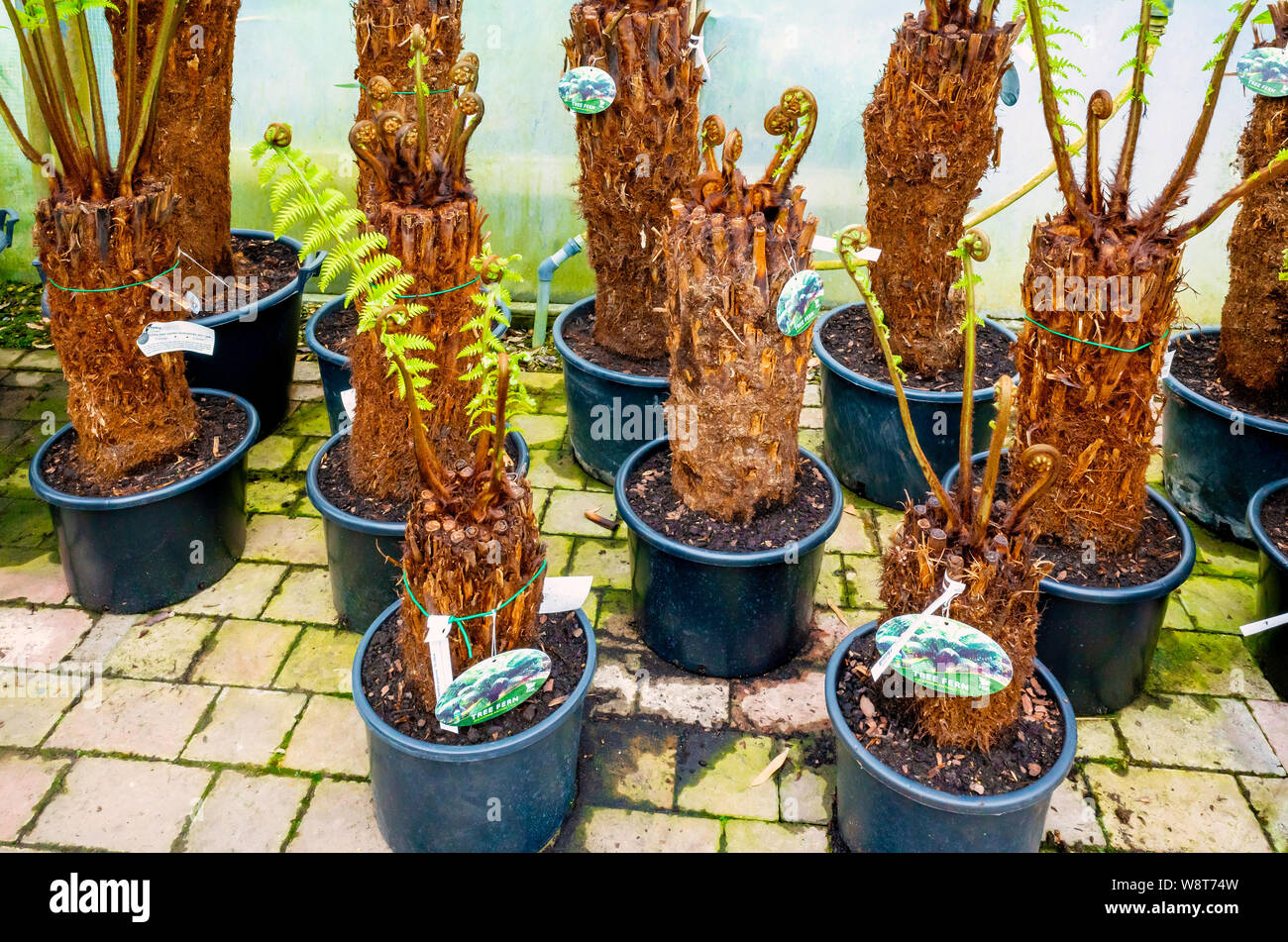 Tree ferns garden hi-res stock photography and images - Alamy