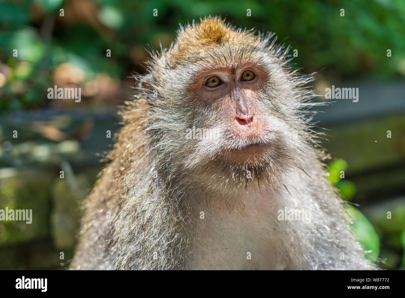 Wild monkey family at sacred monkey forest in Ubud, island Bali ...