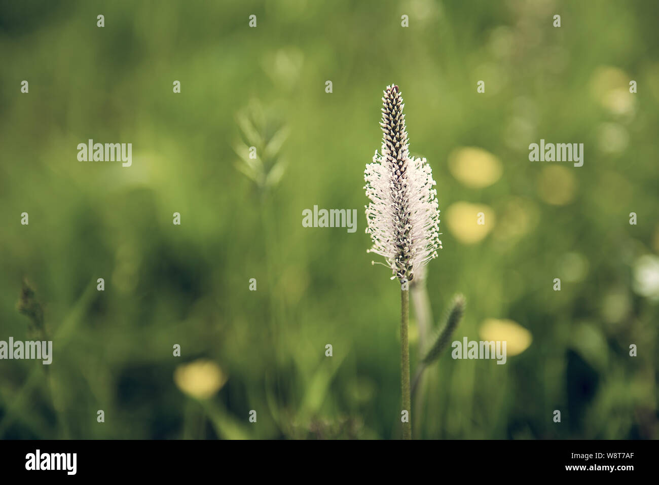 Spring white flowers Stock Photo - Alamy