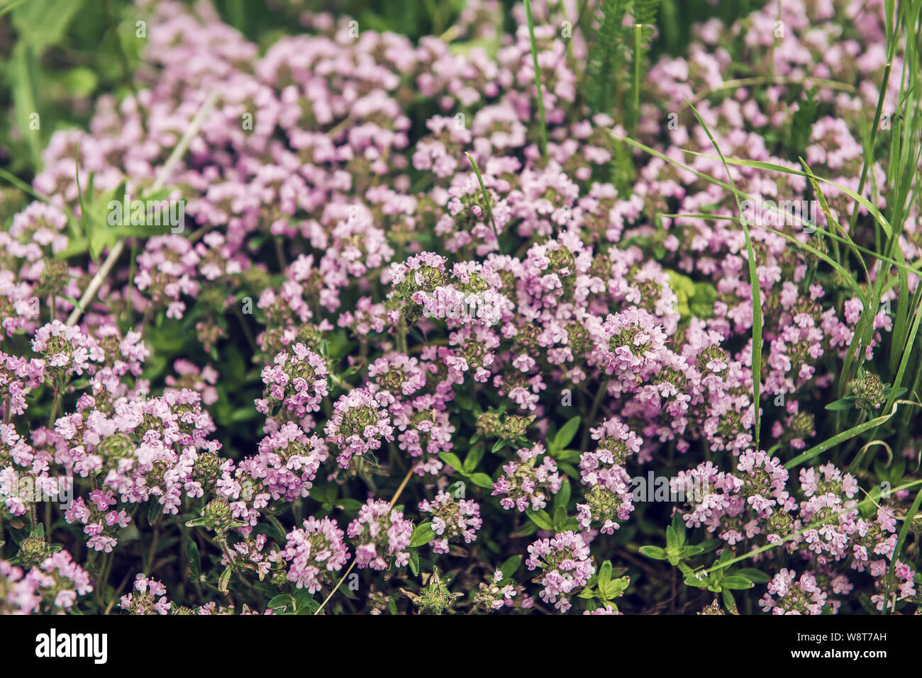 Thymus with flowers Stock Photo - Alamy