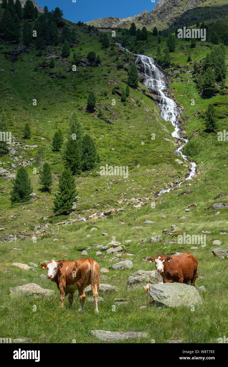 Farm animals cows hi-res stock photography and images - Alamy