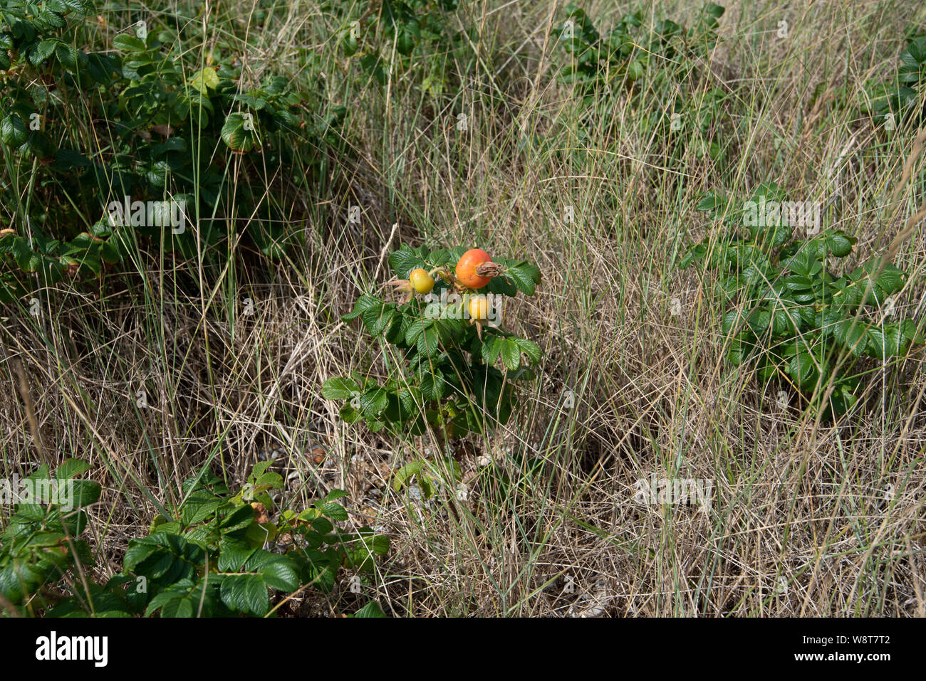 Coastal wild roses hi-res stock photography and images - Alamy